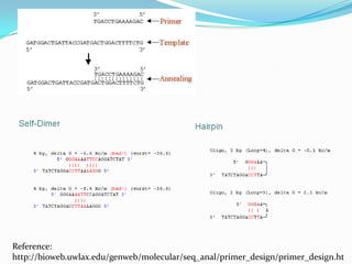 Primer designgeneprediction | PPTX