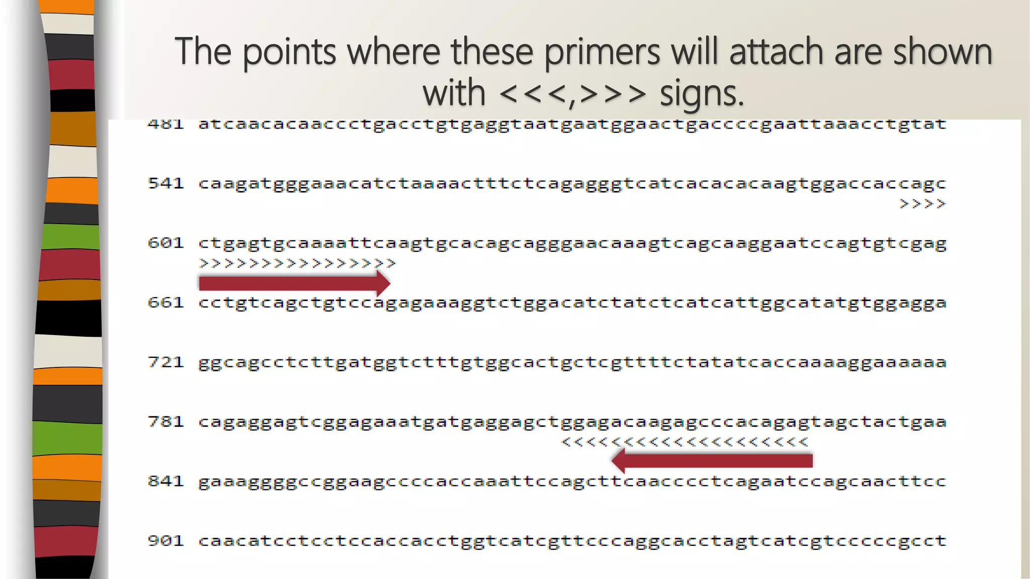 Primer designing | PPTX
