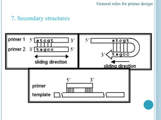 Primer designing | PPTX