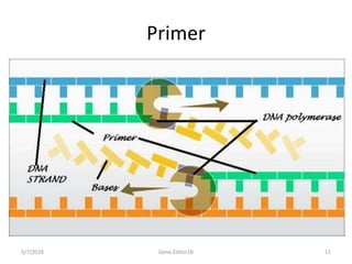 Primer Designing (General Rules) | PPTX