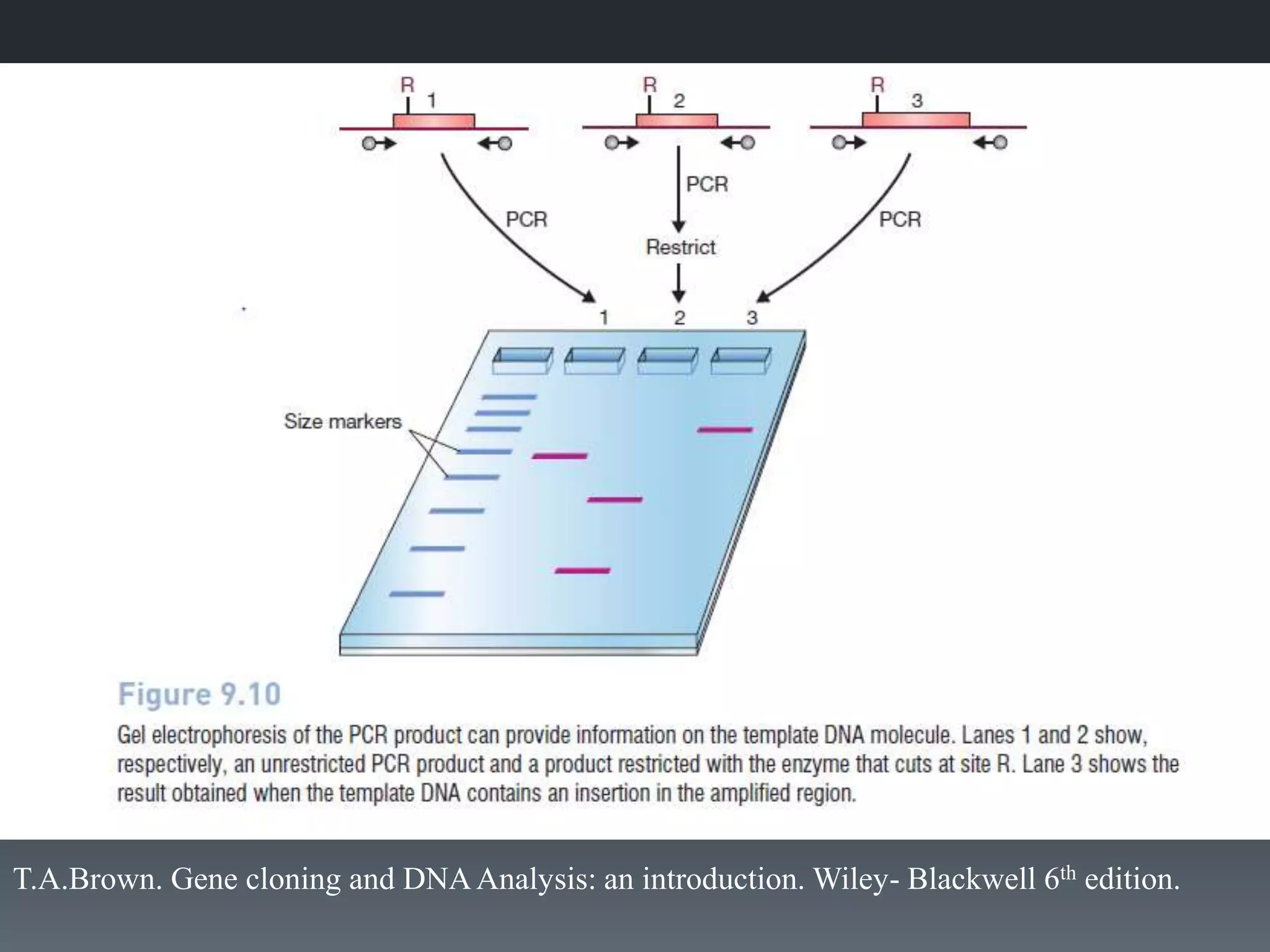 Primer designing for pcr and qpcr and their applications | PPT