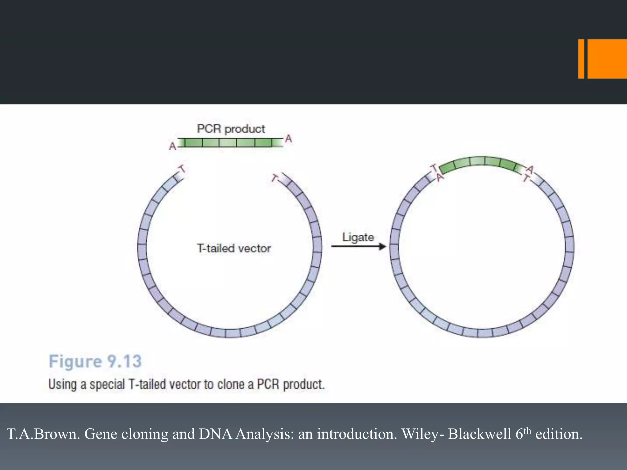 Primer designing for pcr and qpcr and their applications | PPT