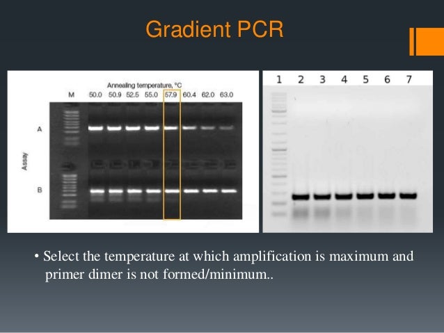 Primer designing for pcr and qpcr and their applications