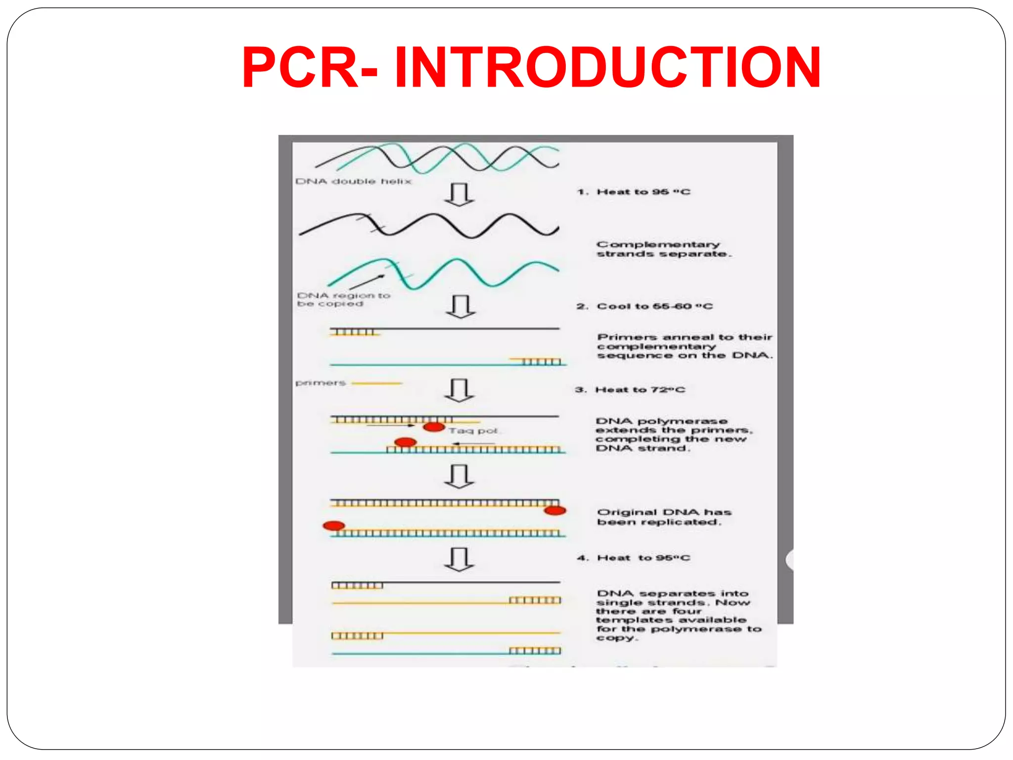 PRIMER DESIGNING IN PCR.pptx