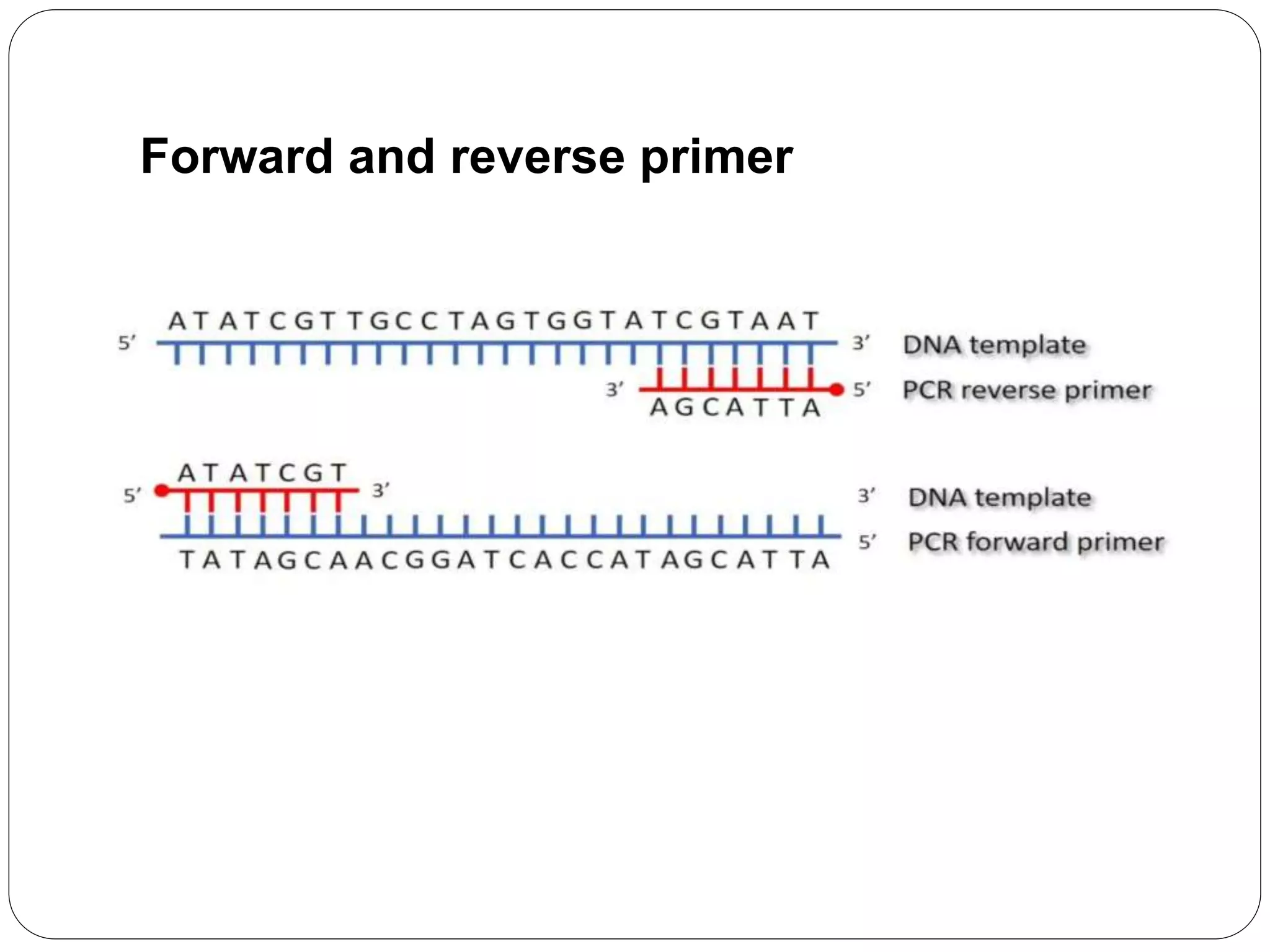 PRIMER DESIGNING IN PCR.pptx