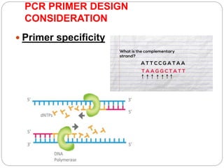 PRIMER DESIGNING IN PCR.pptx