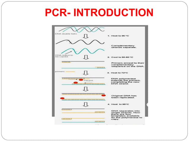 PRIMER DESIGNING IN PCR.pptx