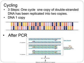 PRIMER DESIGNING IN PCR.pptx