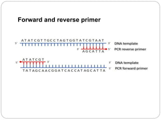 PRIMER DESIGNING IN PCR.pptx