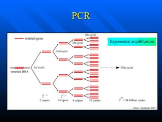 Primer design task | PPT