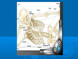 Primer hemiciclo | PPT