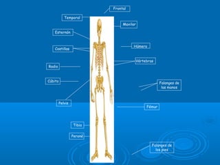 Primer hemiciclo | PPT