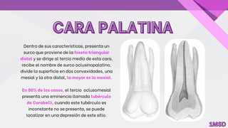 PRIMER MOLAR SUPERIOR PERMANENTE EQUIPO 1..pdf