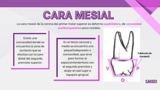 PRIMER MOLAR SUPERIOR PERMANENTE EQUIPO 1..pdf