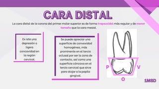 PRIMER MOLAR SUPERIOR PERMANENTE EQUIPO 1..pdf