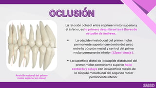 PRIMER MOLAR SUPERIOR PERMANENTE EQUIPO 1..pdf