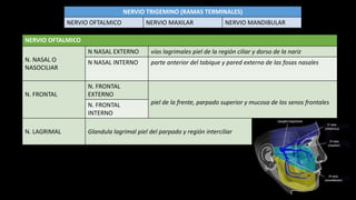 Primeros 6 pares craneales | PPTX