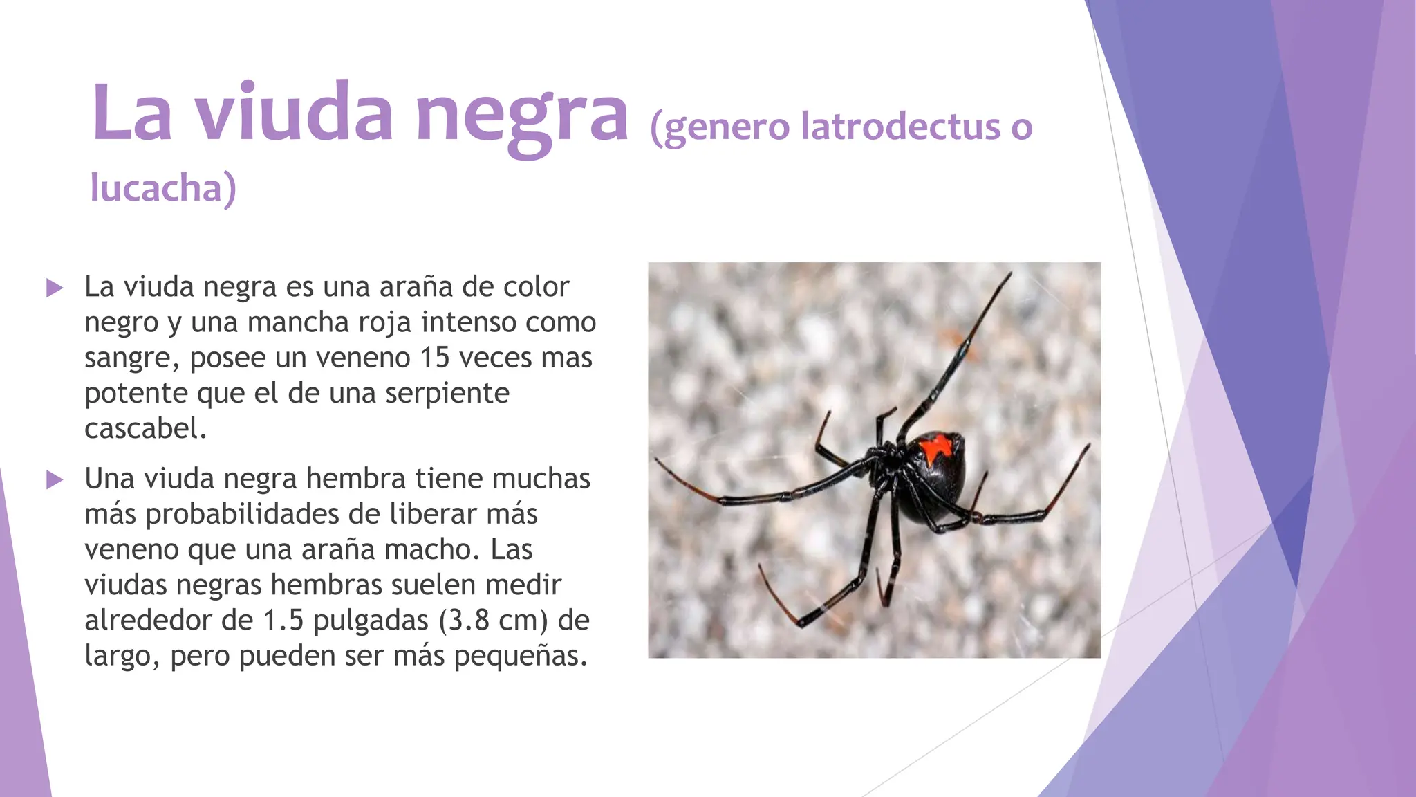 LOXOSCELISMO (PRIMEROS AUXILIOS) 511 PPTX | PPTX