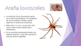 LOXOSCELISMO (PRIMEROS AUXILIOS) 511 PPTX | PPTX