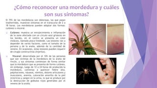LOXOSCELISMO (PRIMEROS AUXILIOS) 511 PPTX | PPTX