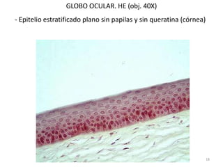 Practico Histologia ULA | PPTX