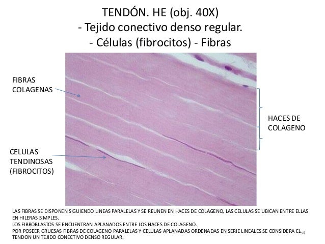 Practico Histologia ULA