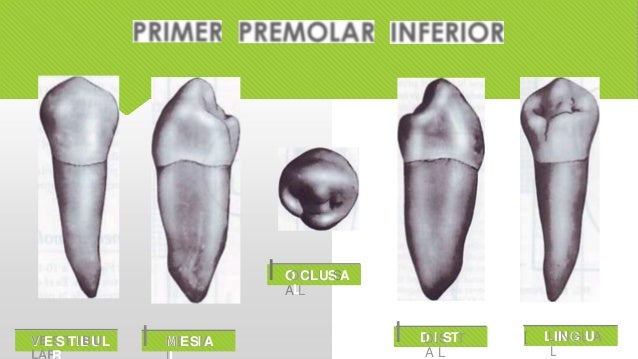 Primer premolar inferior
