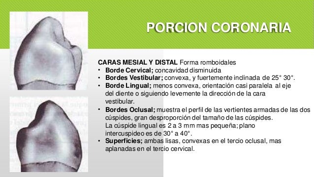 Primer premolar inferior