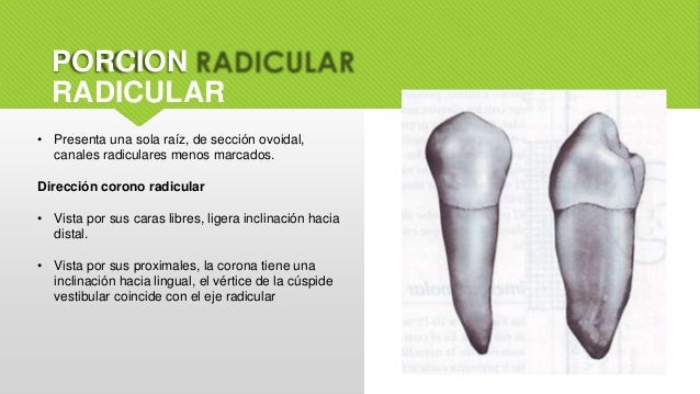Primer premolar inferior