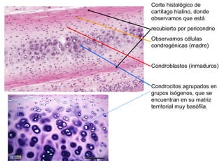 Primer repaso histología | PPS