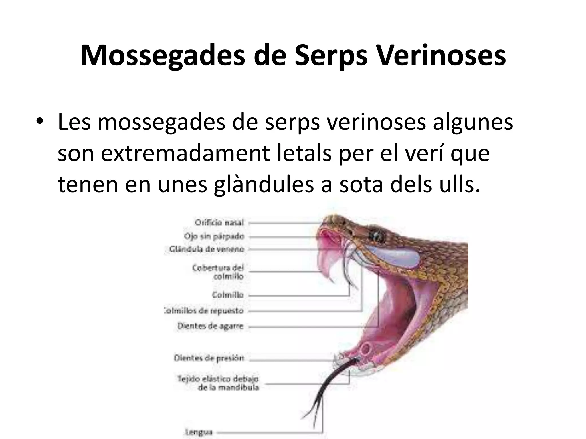 Jordi Poch primers auxilis mossegades de gossos,gats i serps | PPTX