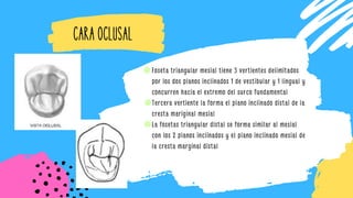 Primer y segundo premolar superiorrrrr.pdf