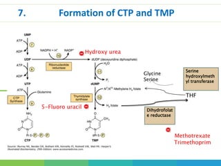 primidine metabolism.pptx