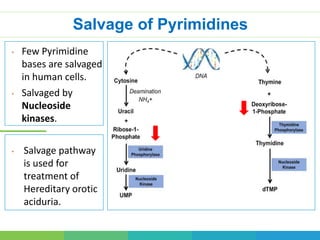 primidine metabolism.pptx