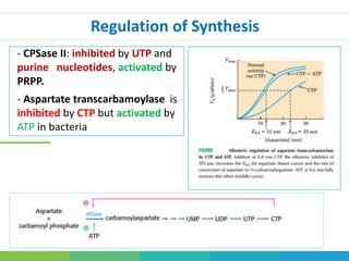 primidine metabolism.pptx