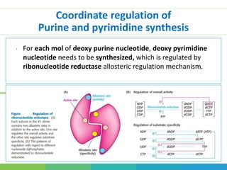 primidine metabolism.pptx