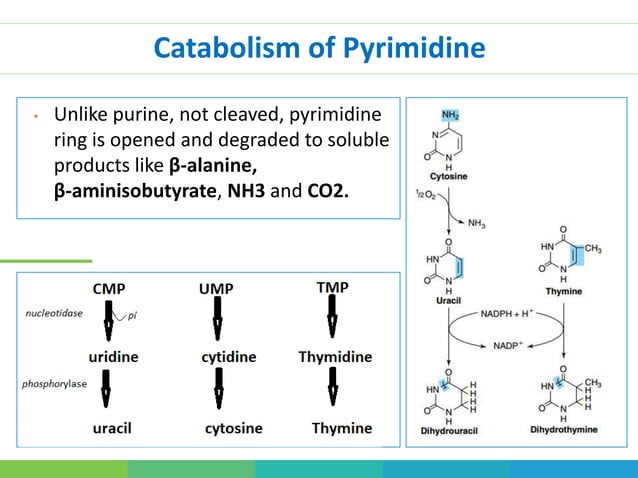 primidine metabolism.pptx