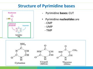 primidine metabolism.pptx