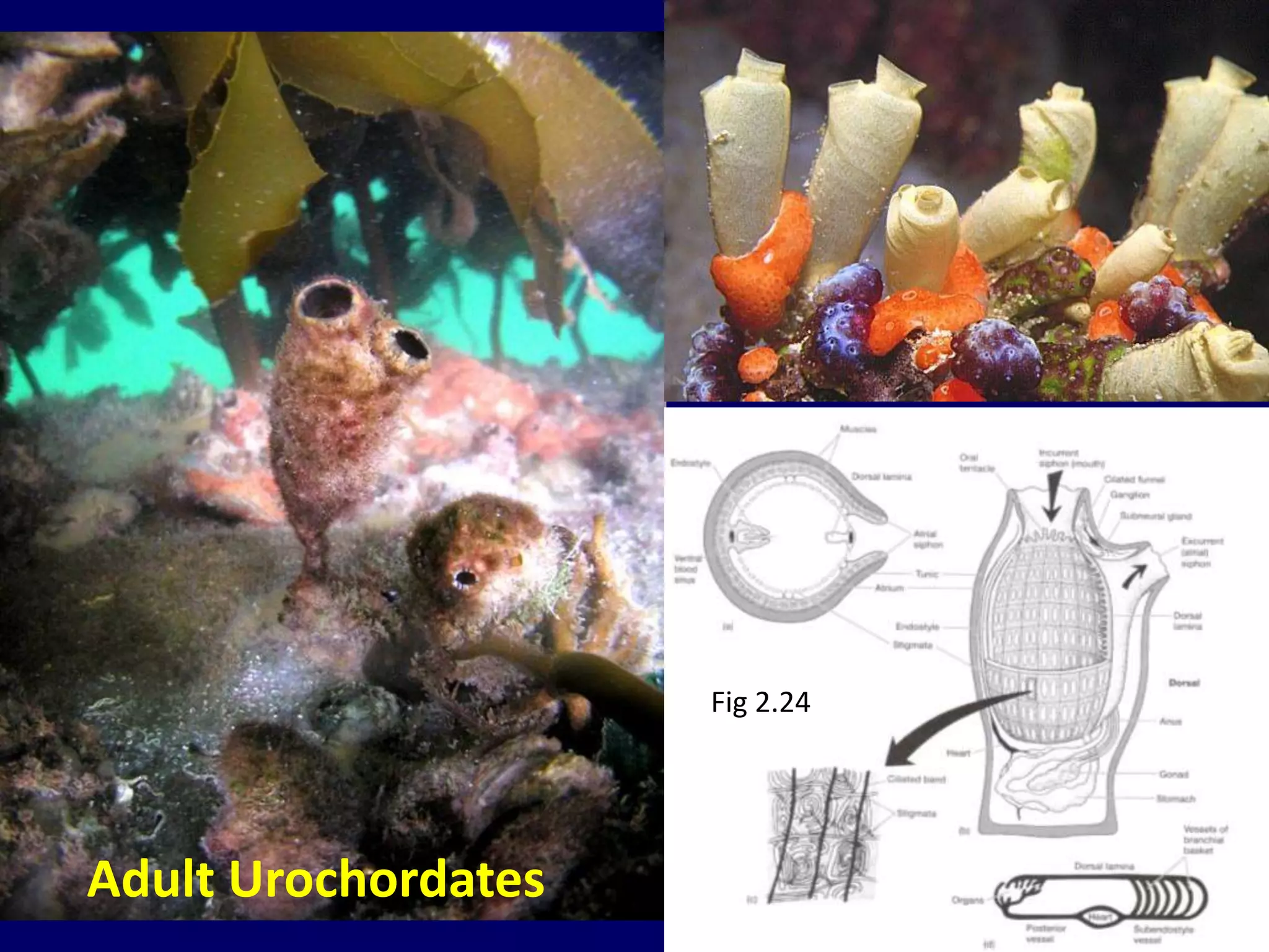 origin of vertebrates | PPTX