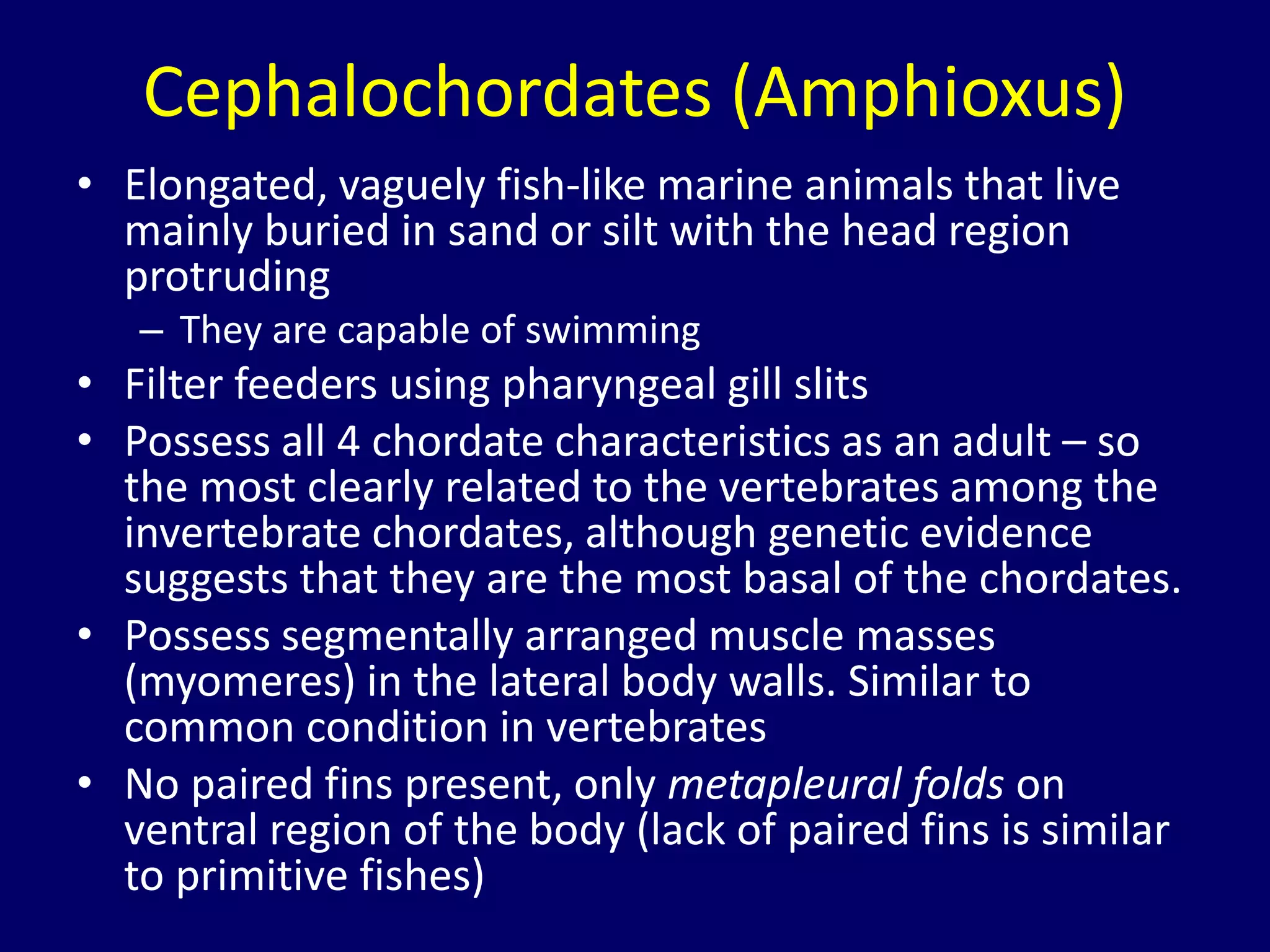 origin of vertebrates | PPTX