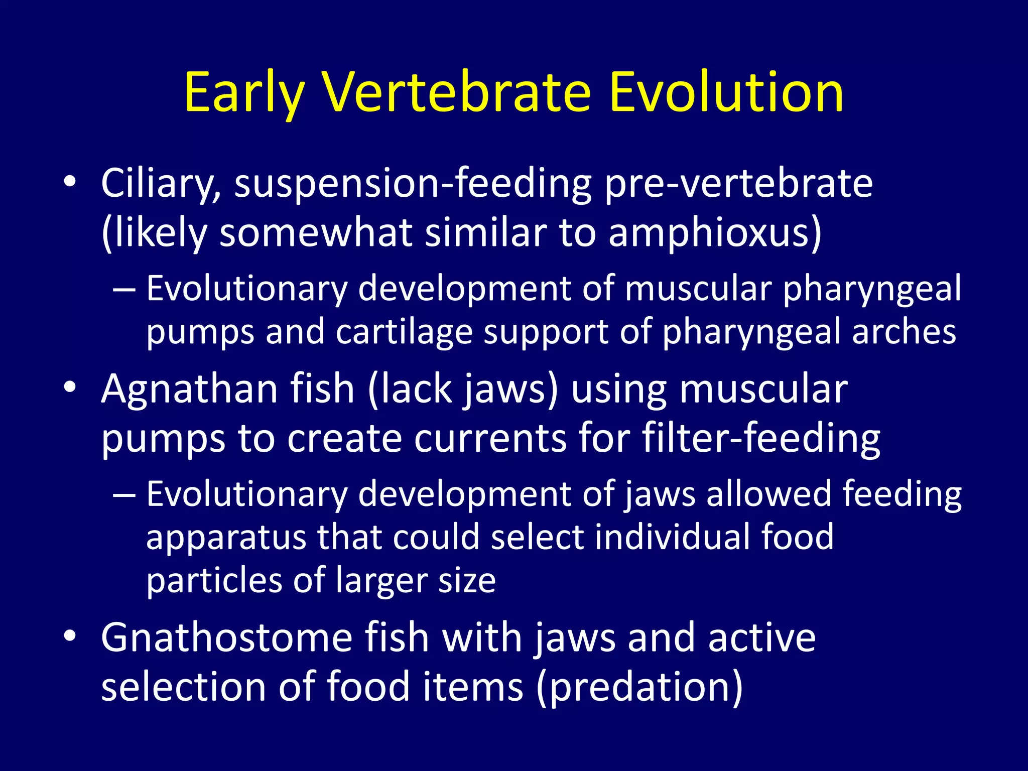 origin of vertebrates | PPTX