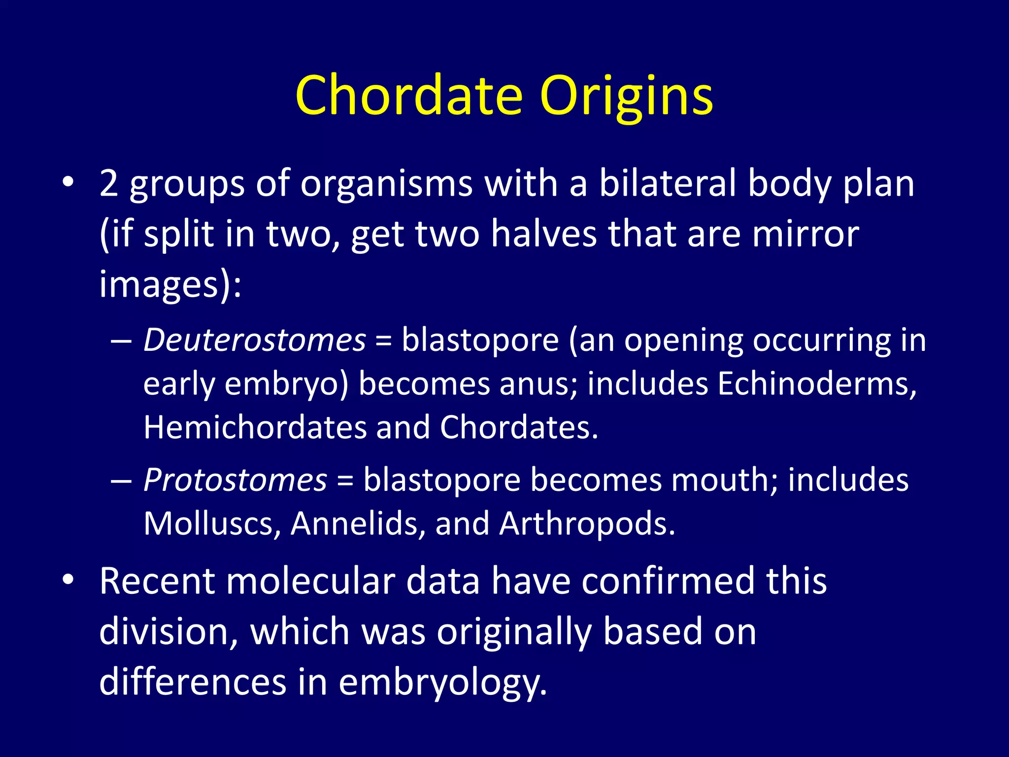 origin of vertebrates | PPTX