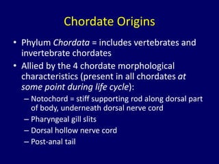origin of vertebrates | PPTX
