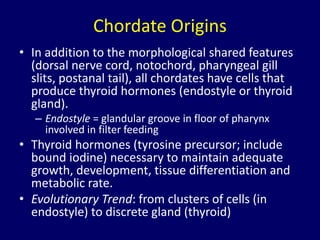 origin of vertebrates | PPTX
