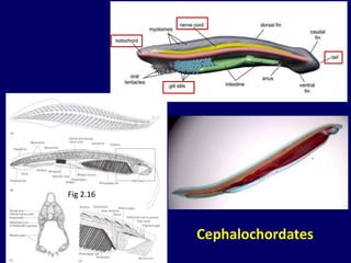 origin of vertebrates | PPTX