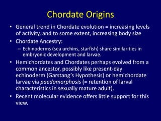 origin of vertebrates | PPTX