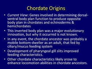 origin of vertebrates | PPTX