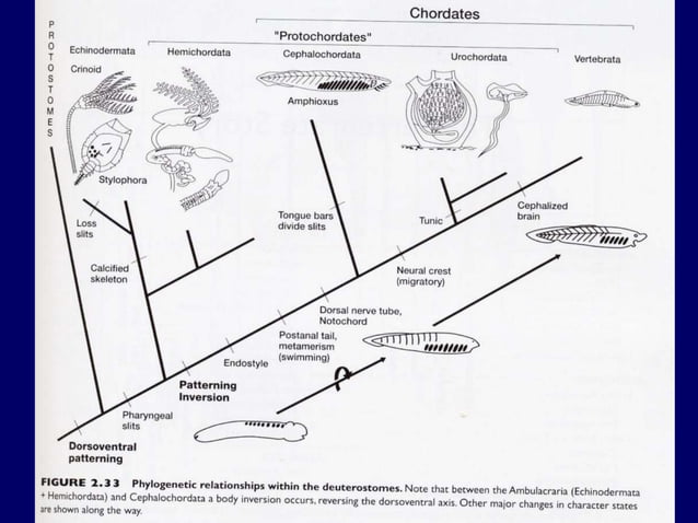 origin of vertebrates | PPTX | Biological Sciences | Science