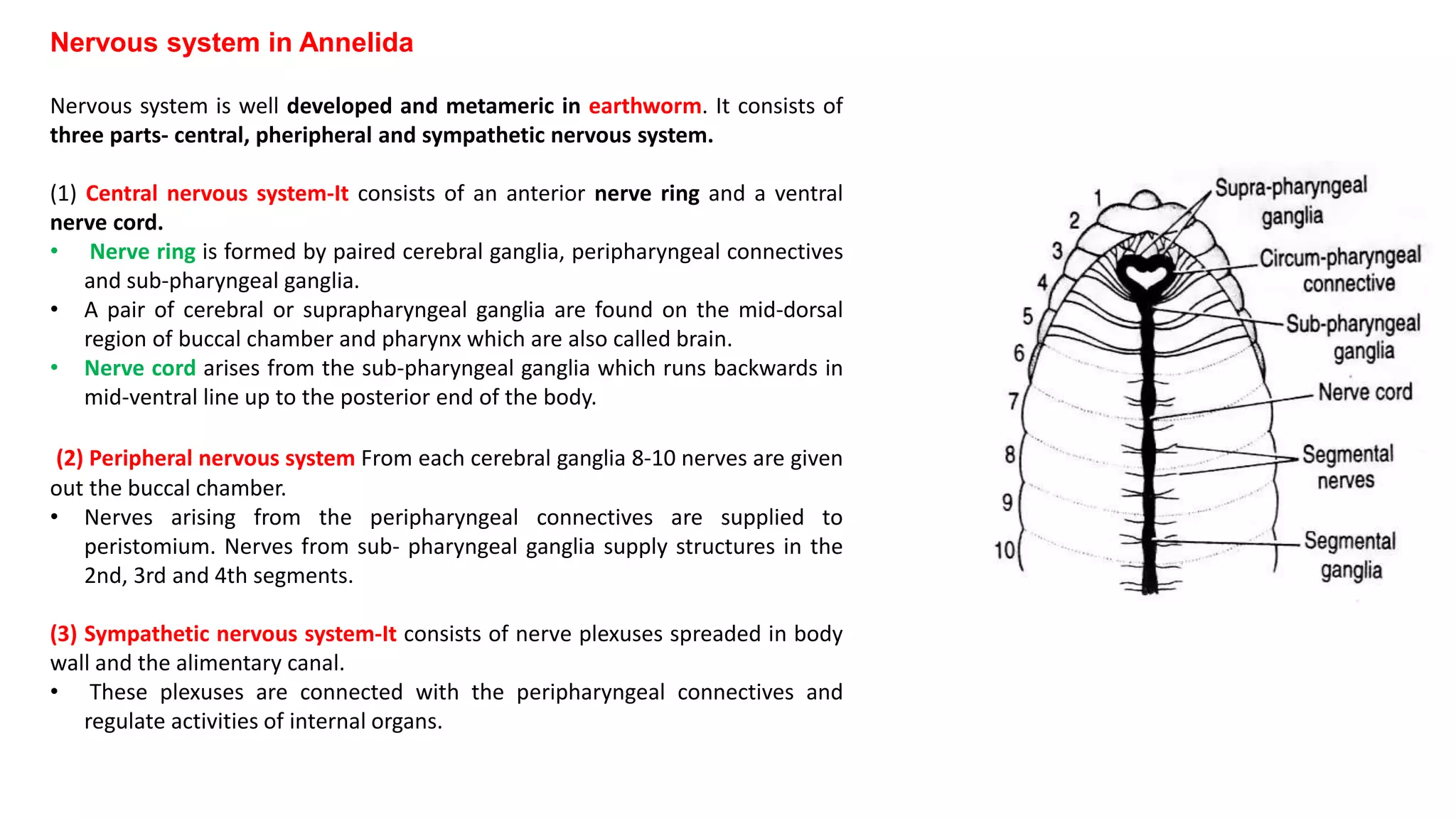 Primitive,diffused & advance Nervous system in Non chordata.pptx