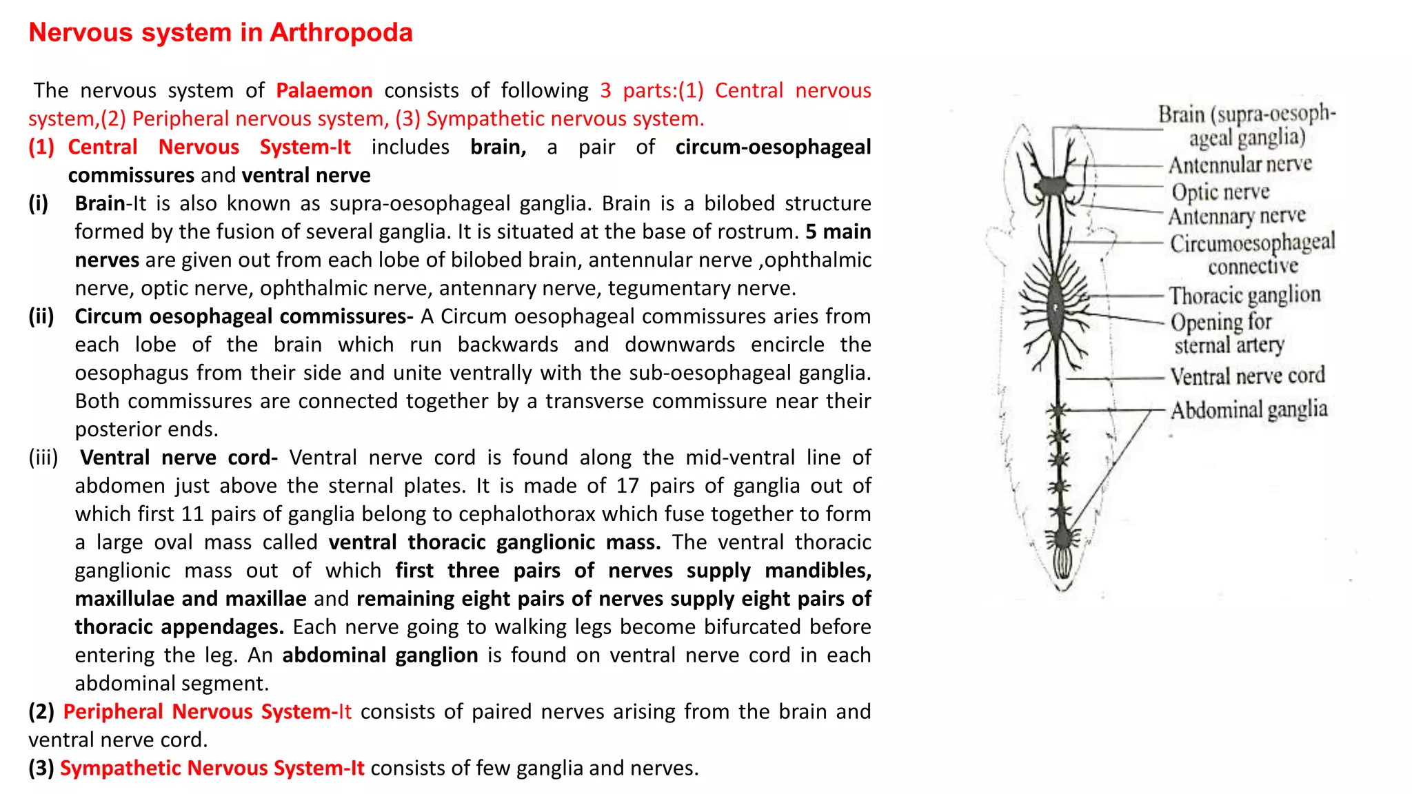 Primitive,diffused & advance Nervous system in Non chordata.pptx